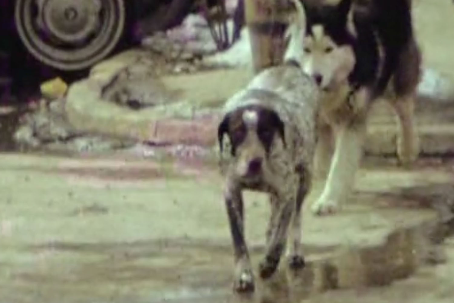 Produced Film: Bo Bedford's Dogs of Aspen - Archive Aspen