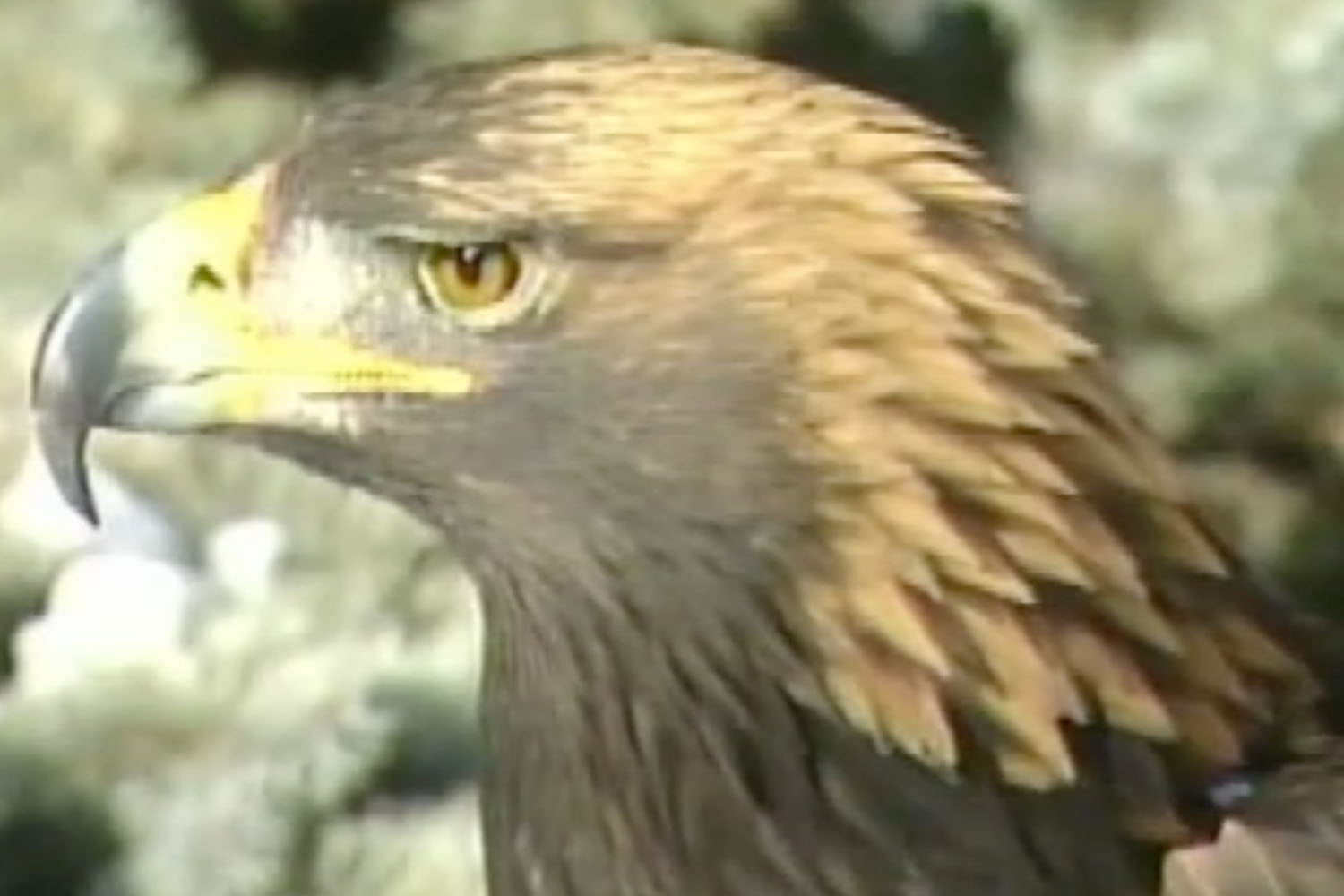 B-Roll: Birds of Prey at Hallam Lake - Archive Aspen